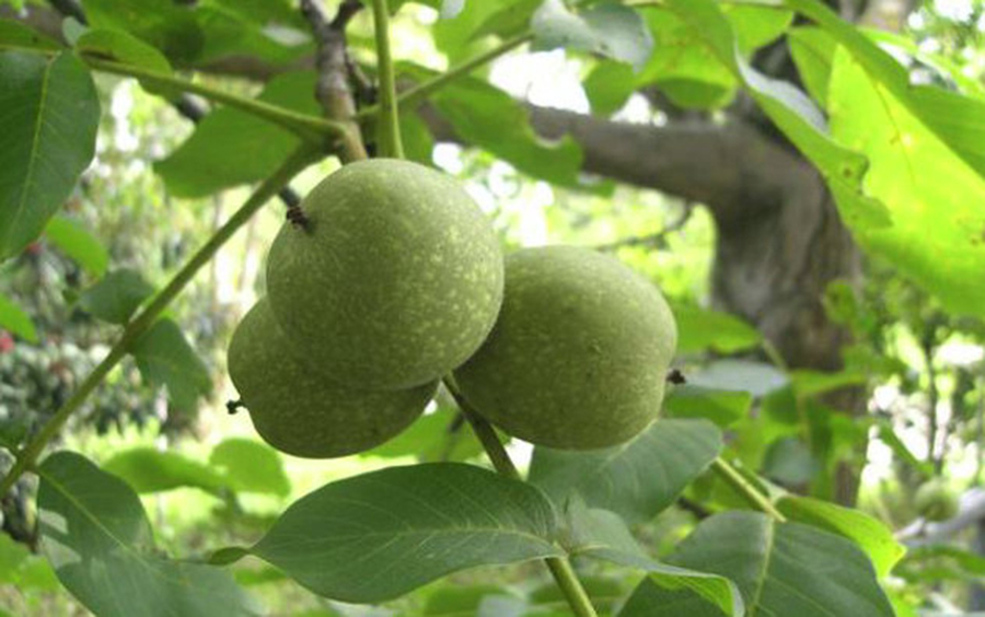 Nucul te poate scapa de durerile articulare. Doua remedii naturiste ...