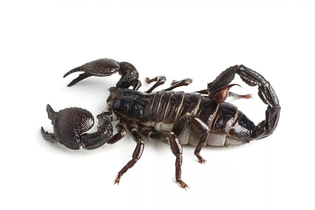 De ce scorpionul este considerat cel mai puternic semn zodiacal