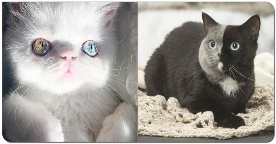 8 animale cu heterocromie. Poze cu totul deosebite