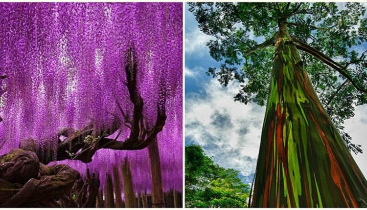 12 Copaci Surprinzător De Ciudați Din Întreaga Lume. Merită Să Fie Văzuți!