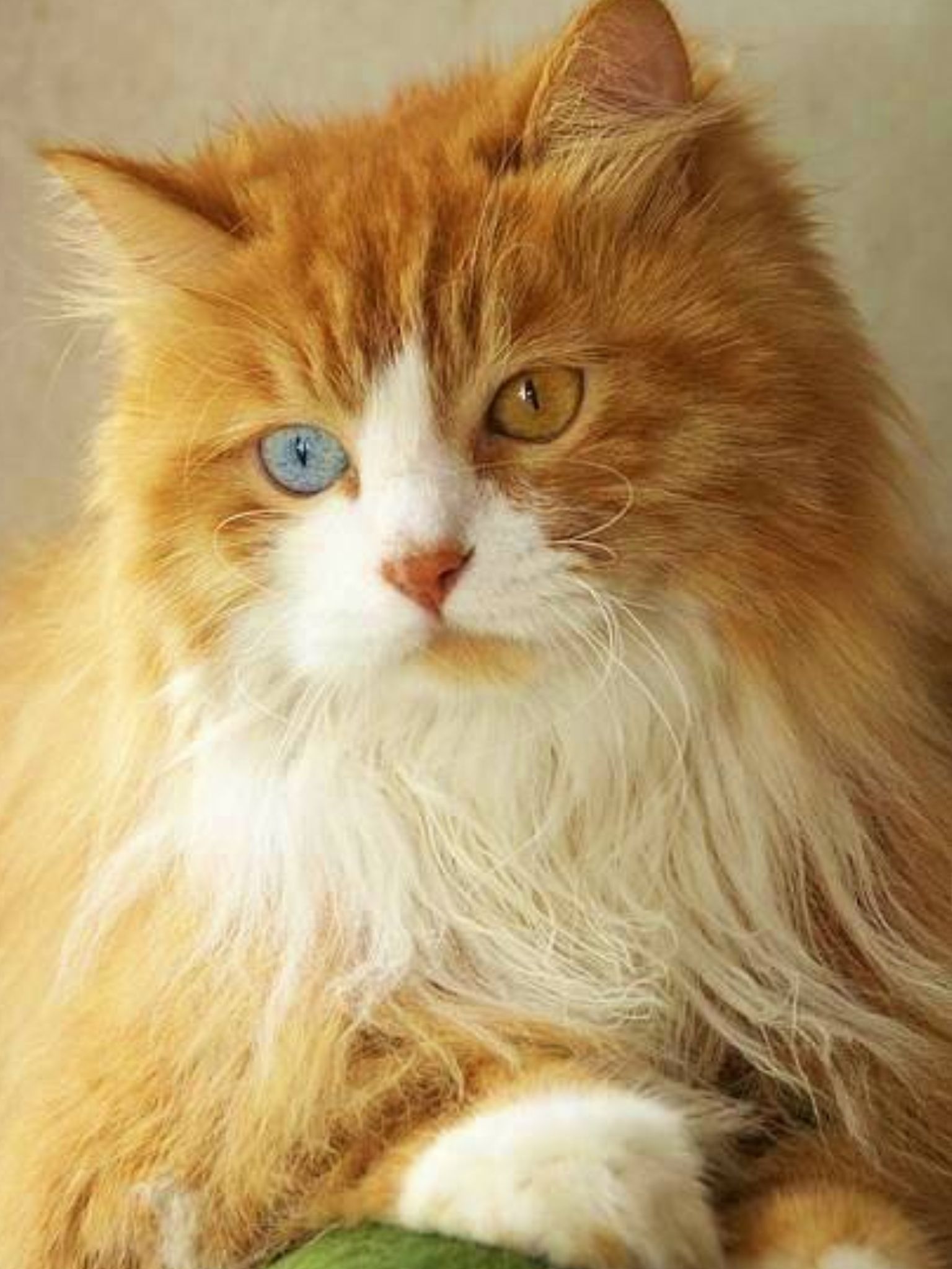 8 animale cu heterocromie. Poze cu totul deosebite