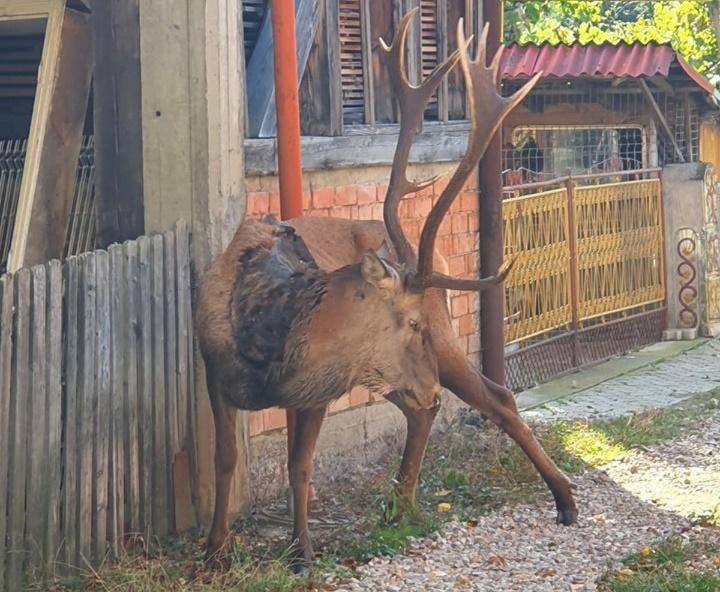 Povestea tristă a unui cerb vedetă în Câmpulung Moldovenesc, venit să ...